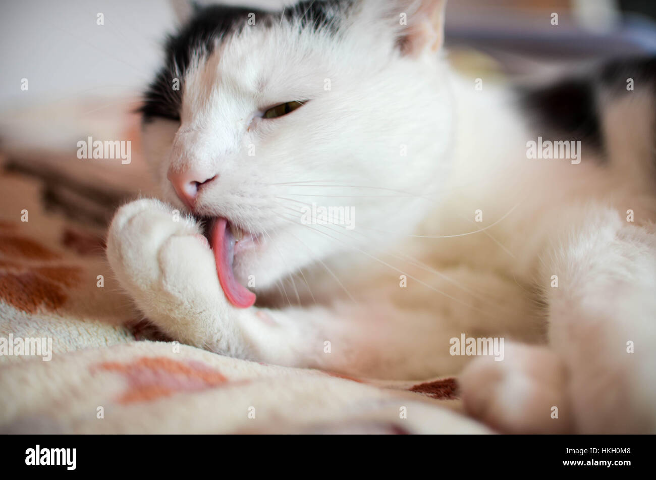 Animal toung hi-res stock photography and images - Alamy