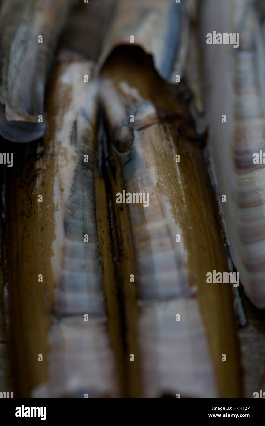 Clam seafood hi-res stock photography and images - Alamy