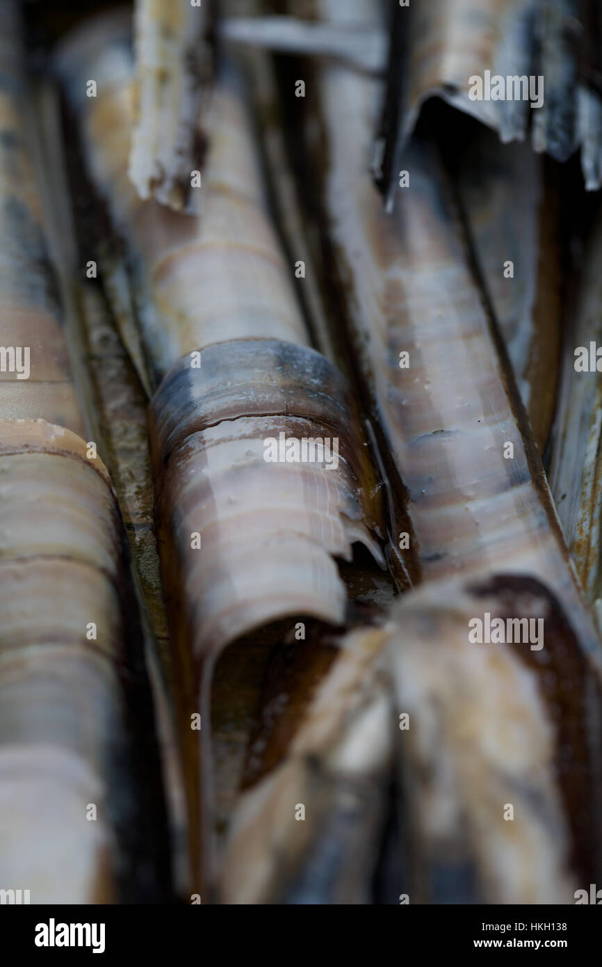 Razor Shell High Resolution Stock Photography and Images - Alamy