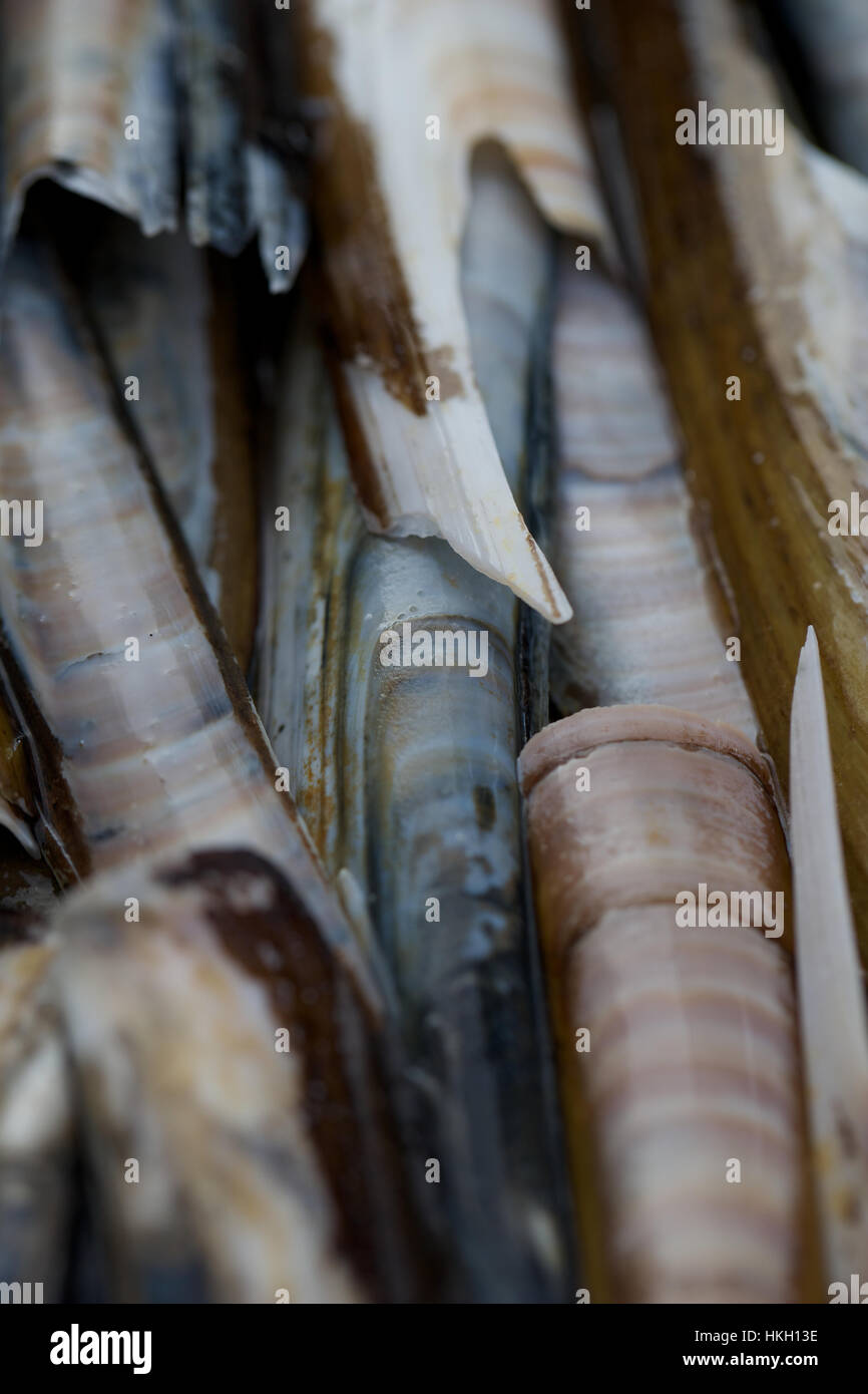 Razor Clam Shell High Resolution Stock Photography and Images - Alamy