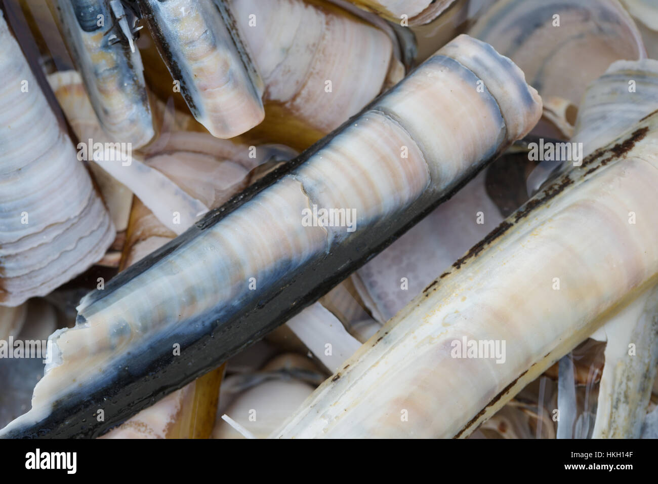 Broken fish hi-res stock photography and images - Alamy