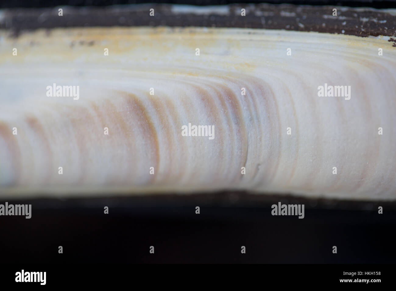 Close up razor clam design hi-res stock photography and images - Alamy