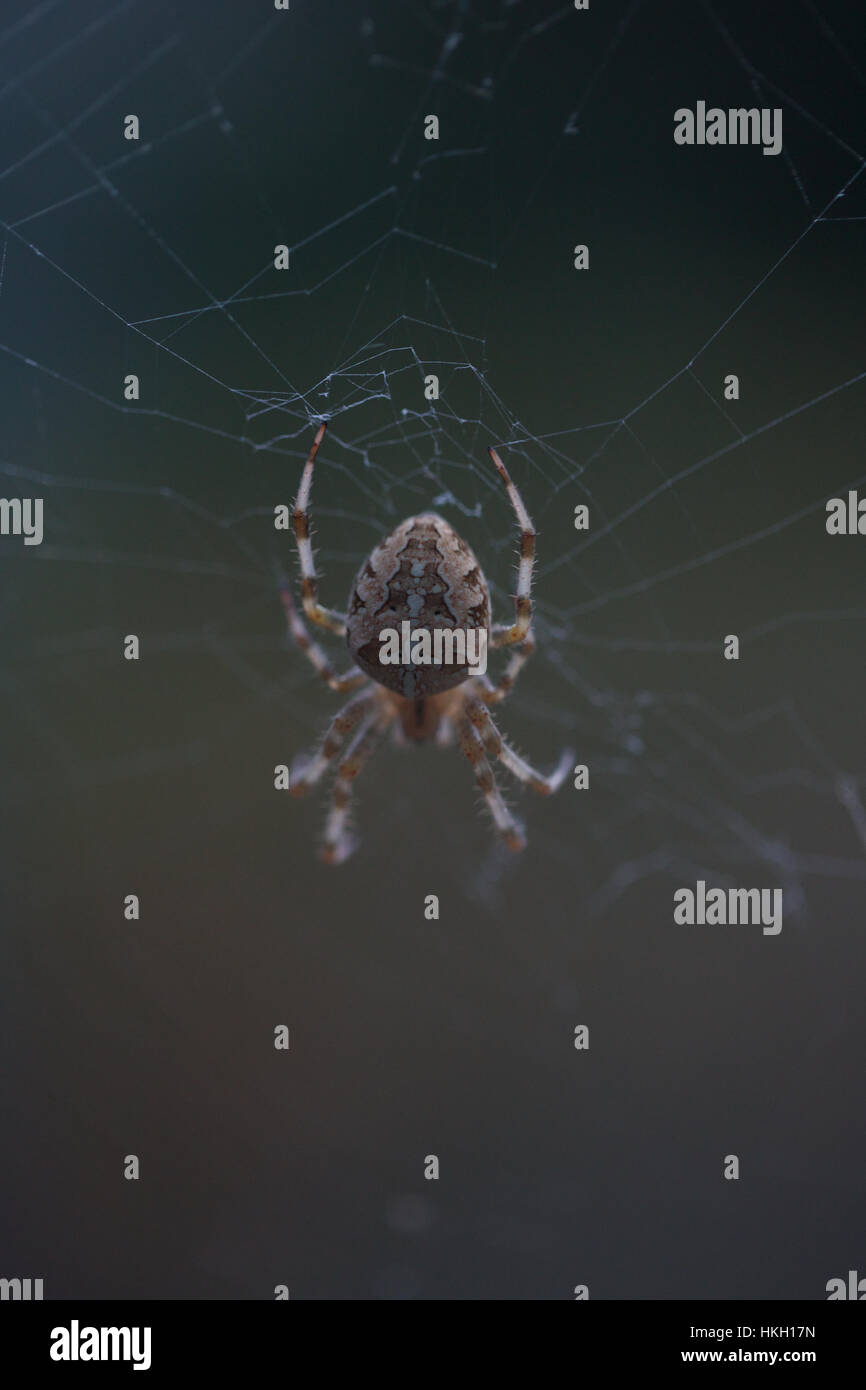 Web animal hi-res stock photography and images - Alamy