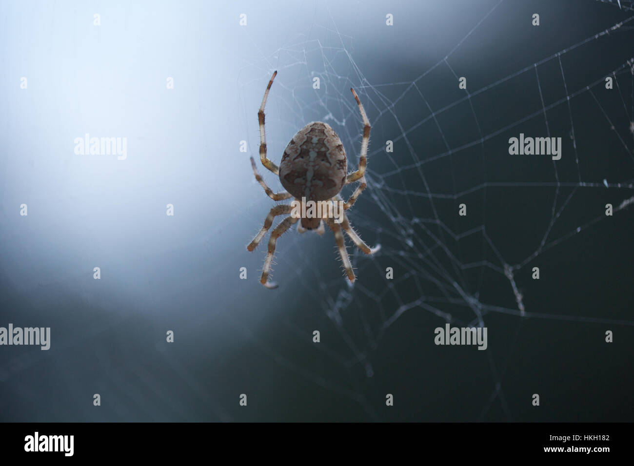 Web animal hi-res stock photography and images - Alamy