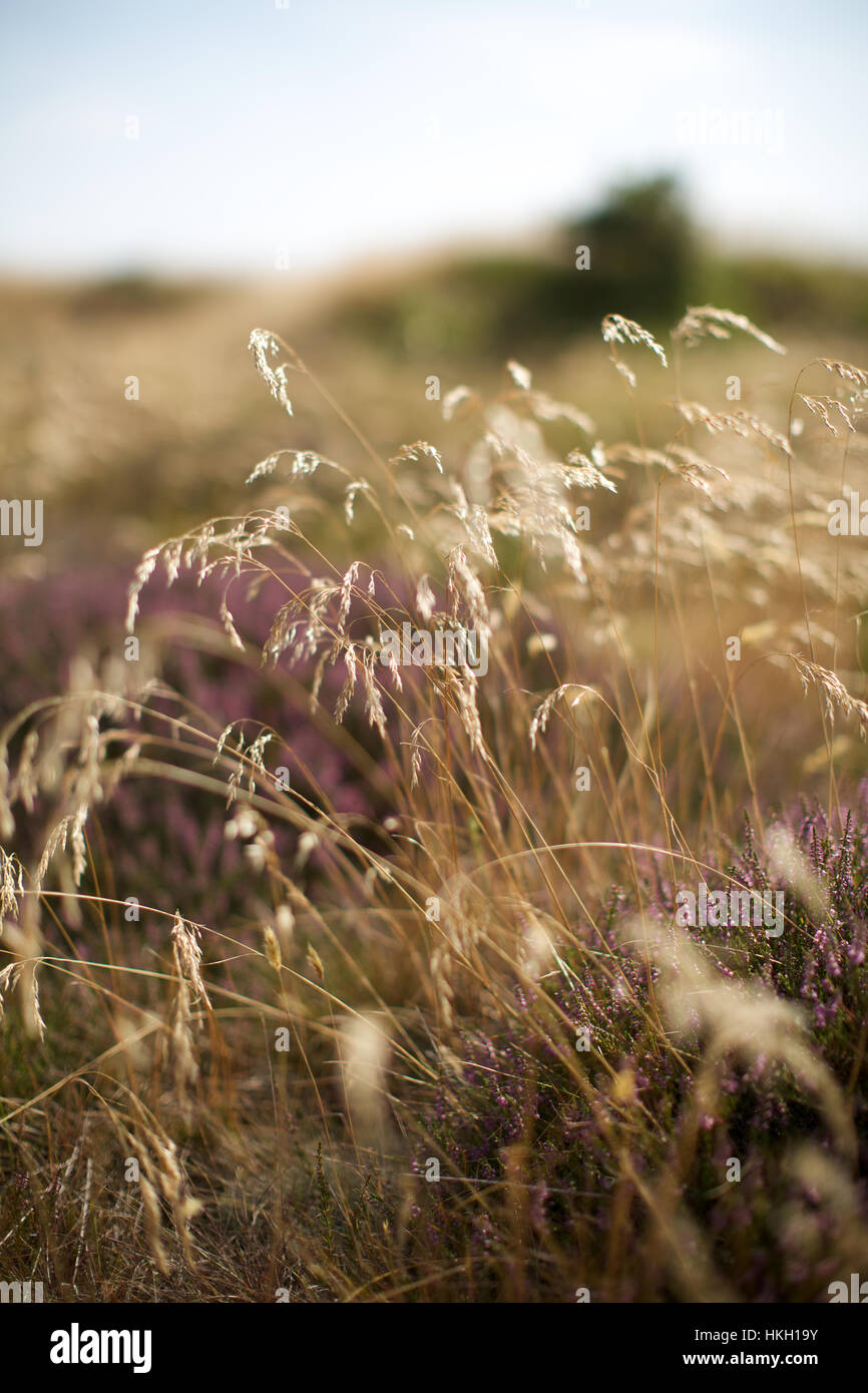 Fragile plants hi-res stock photography and images - Alamy