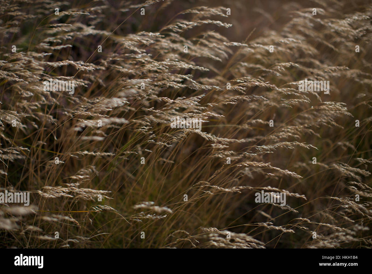 Heather and grass hi-res stock photography and images - Alamy