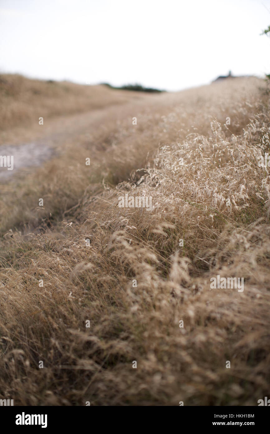 Fragile grass hi-res stock photography and images - Alamy