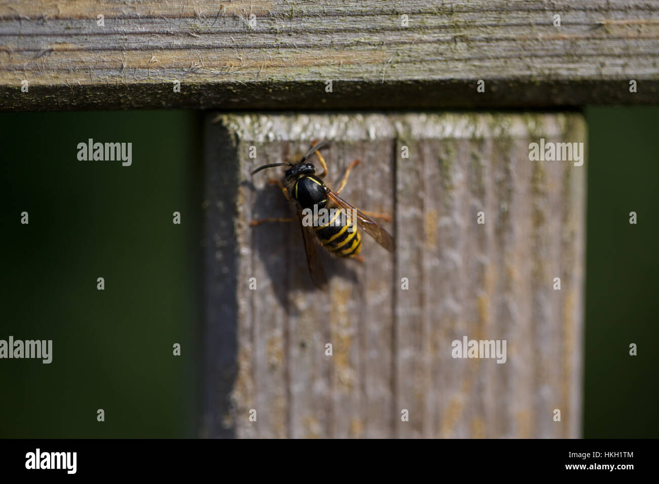 Flying Hornet Insect High Resolution Stock Photography and Images - Alamy