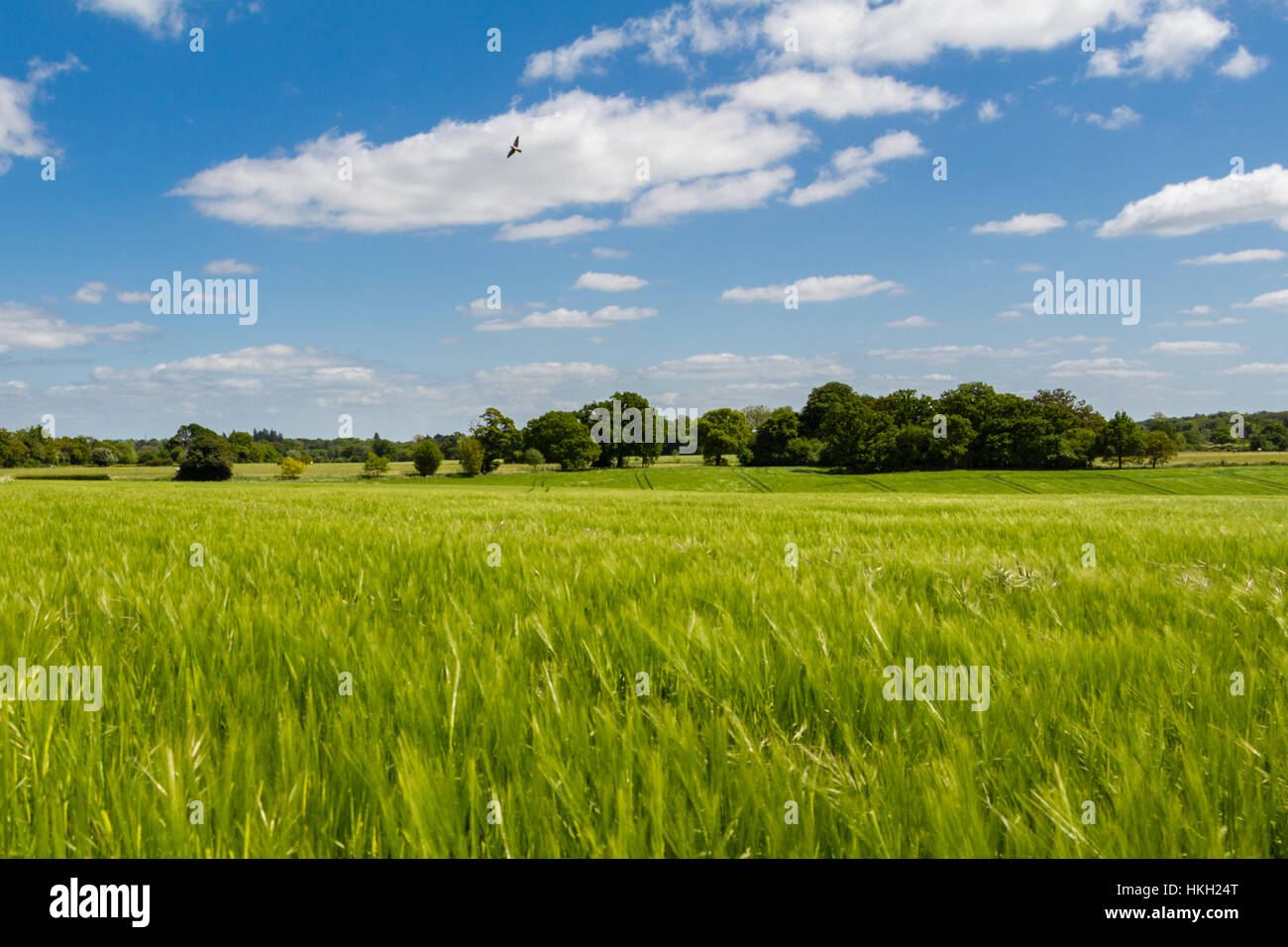 Grassy Fields High Resolution Stock Photography and Images - Alamy