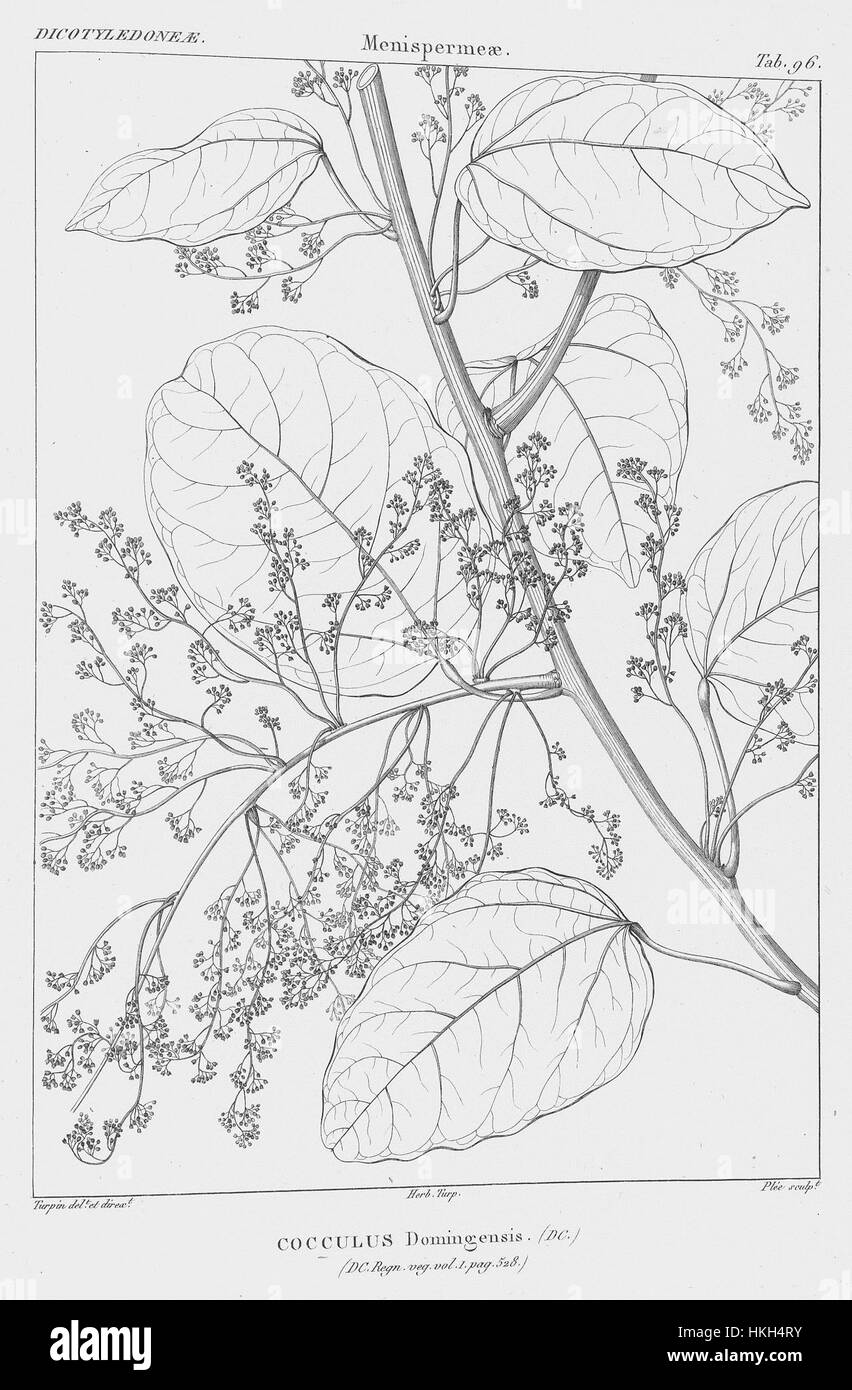 Environment marine invertebrate Black and White Stock Photos & Images ...