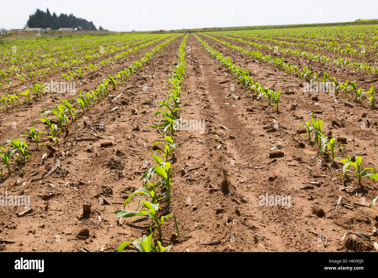 Newly germinated, young maize plants (Zea mays) growing in a Mielie ...
