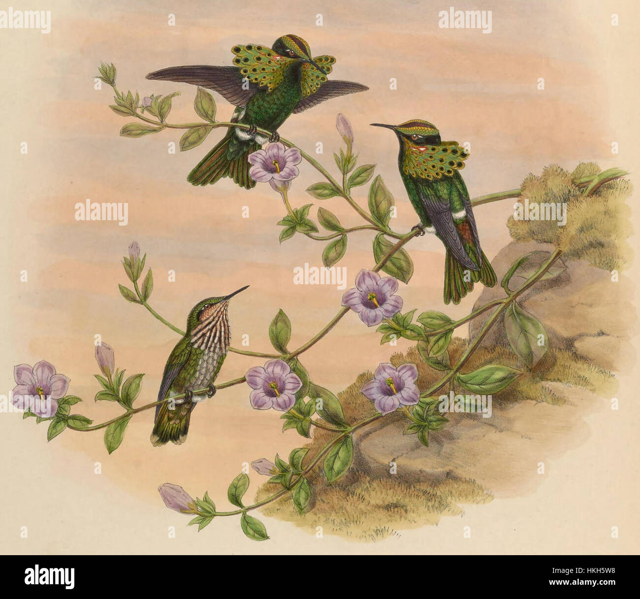 Lophornis pavoninus hi-res stock photography and images - Alamy