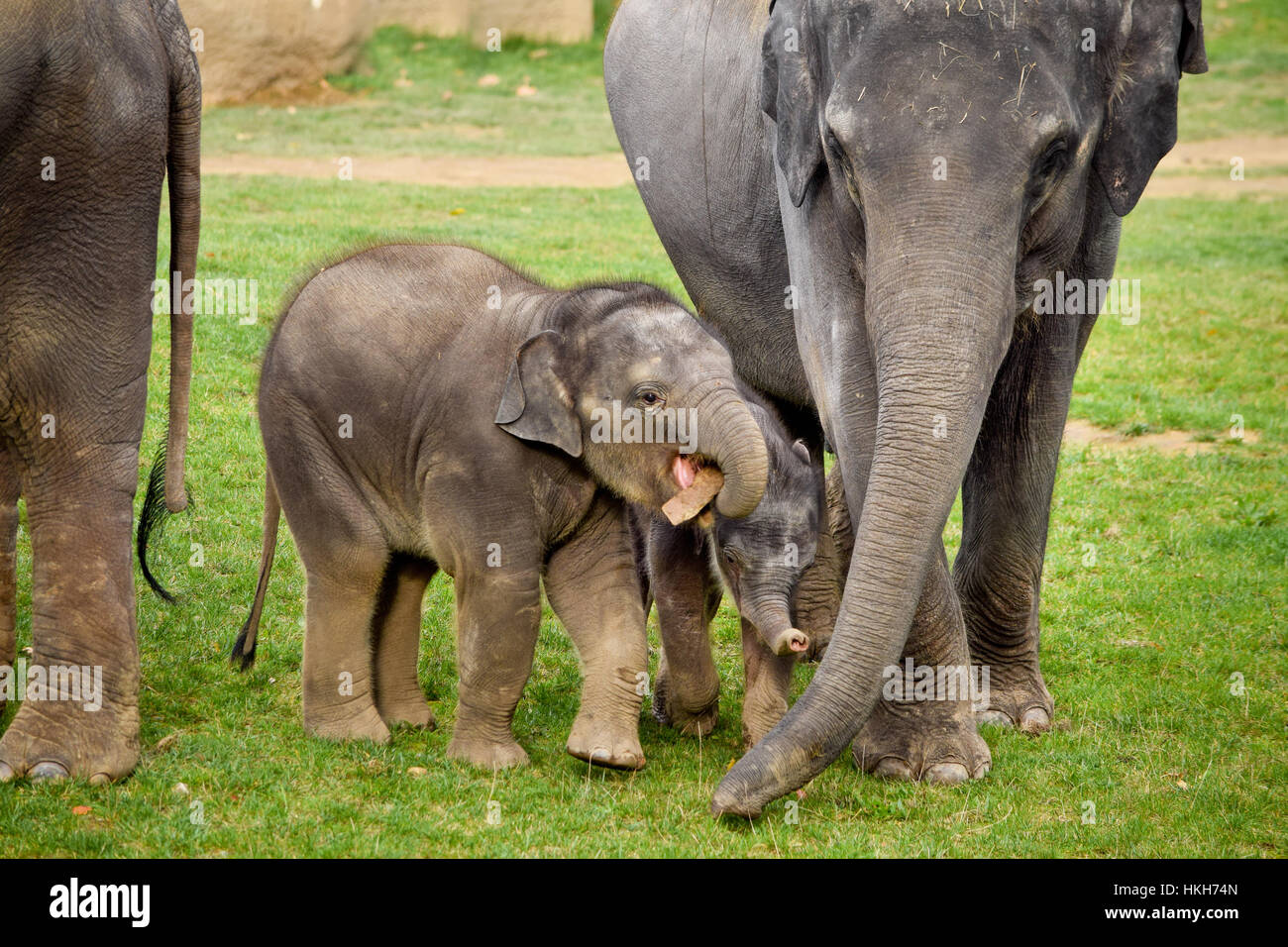 Asian elephants with calves hi-res stock photography and images - Alamy