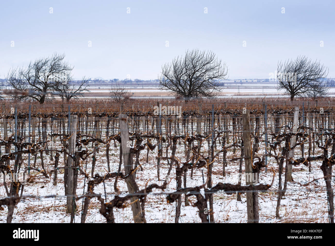 Green vines and snow hi-res stock photography and images - Alamy