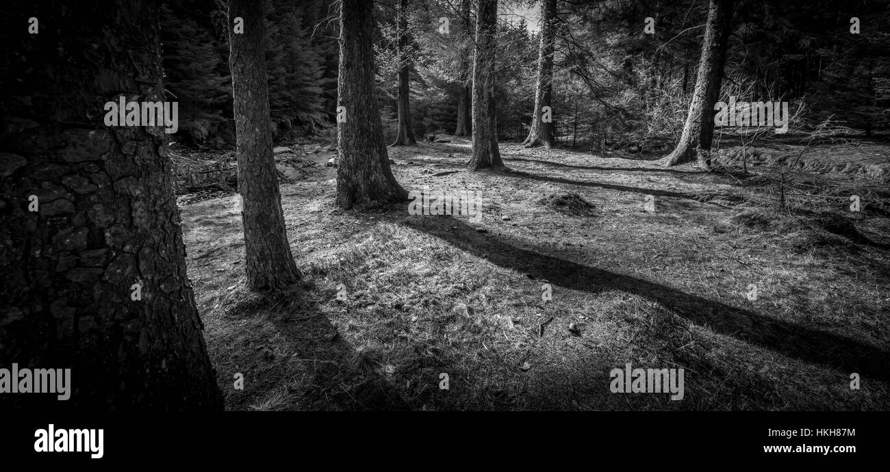 Dark forest clearing hi-res stock photography and images - Alamy
