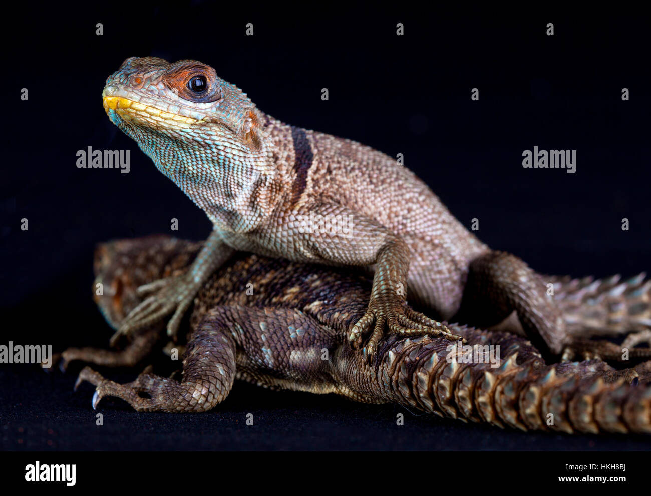 Green thorny tail iguana hi-res stock photography and images - Alamy
