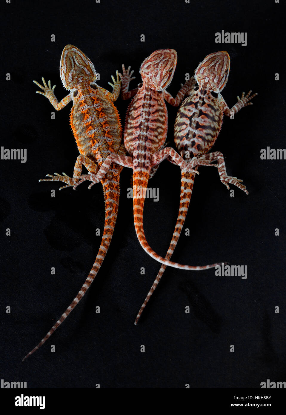 Pogonas hi-res stock photography and images - Alamy