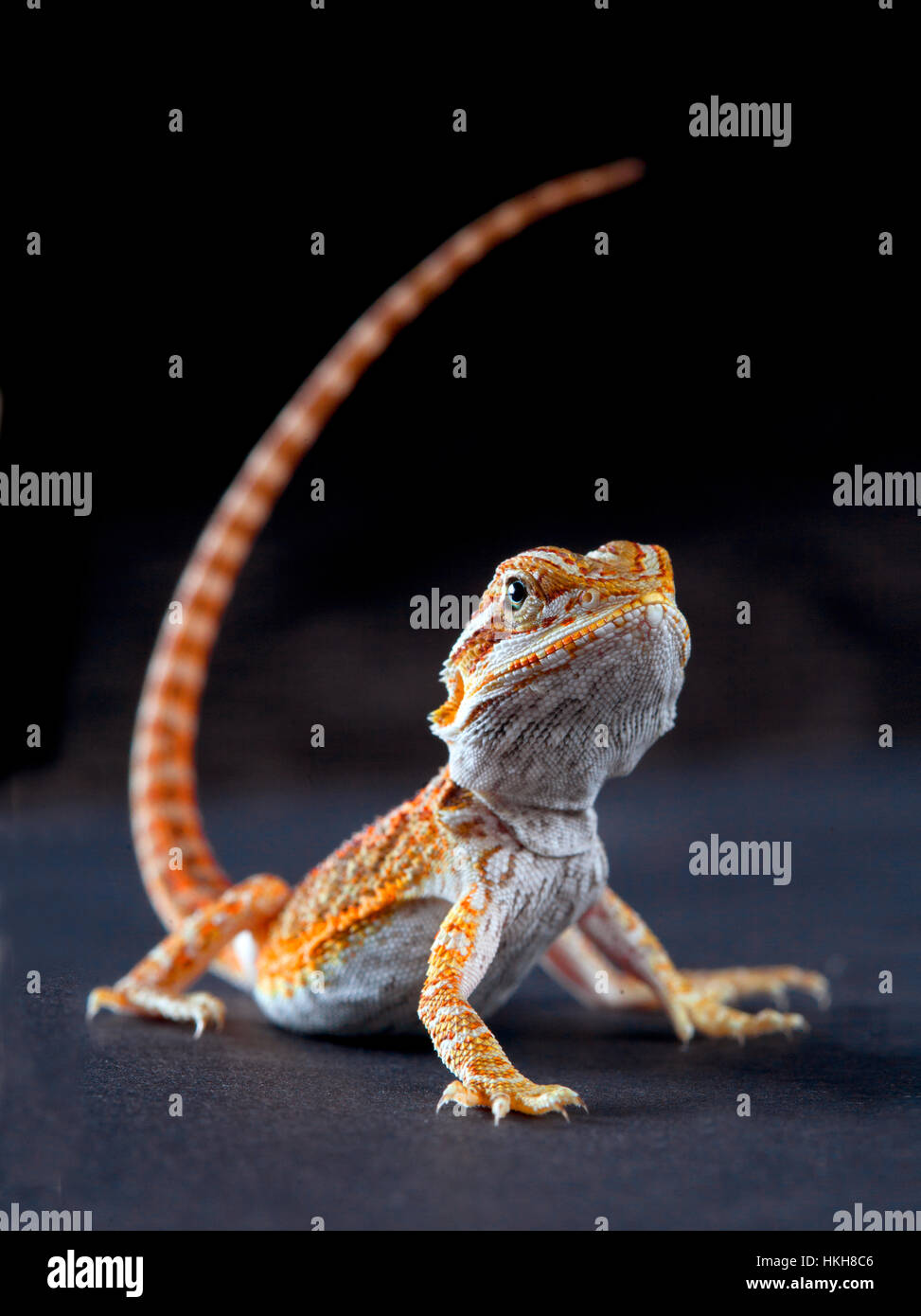 Bearded dragon pose hi-res stock photography and images - Alamy