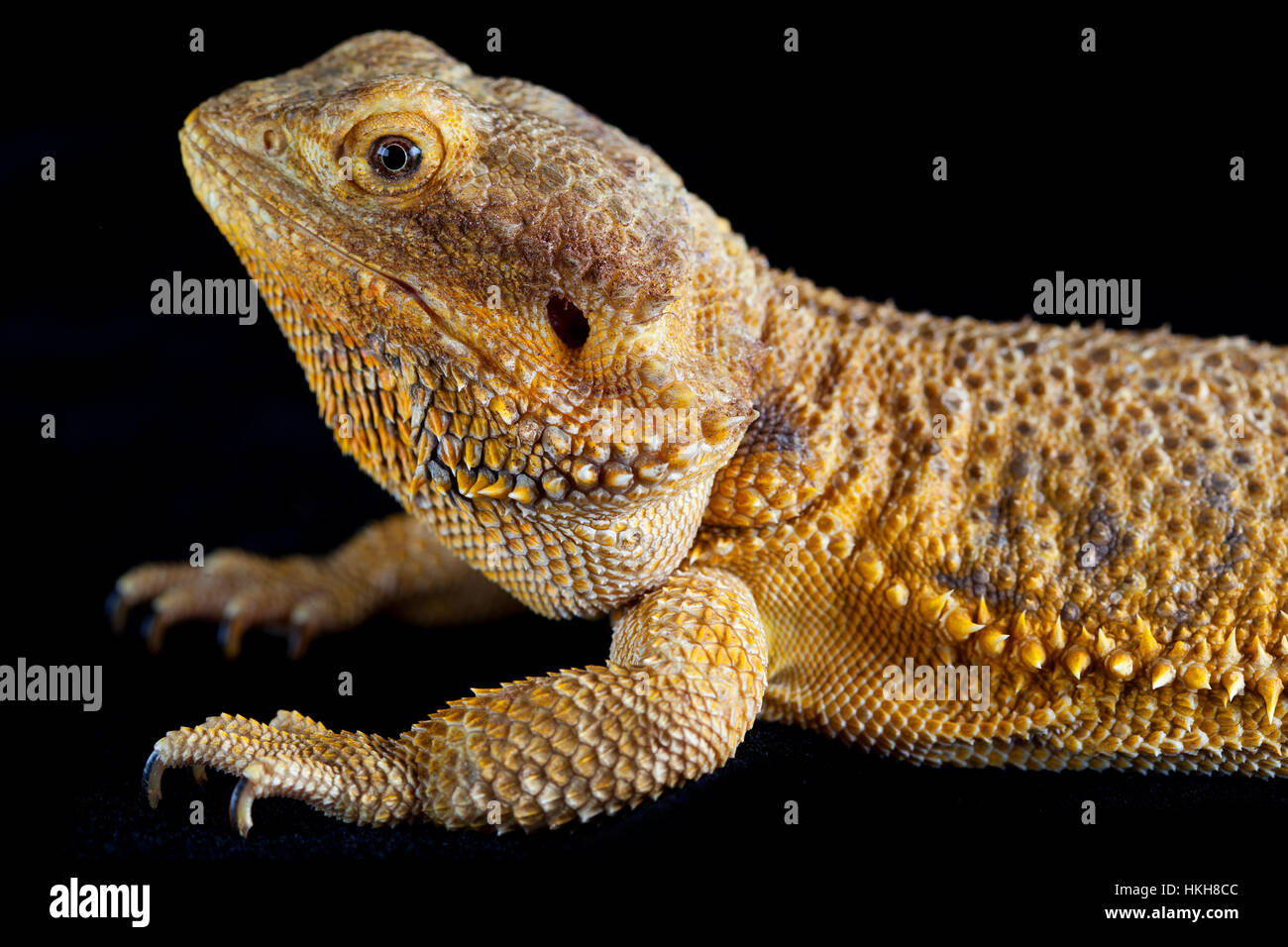 Pogona vitticeps yellow hi-res stock photography and images - Alamy