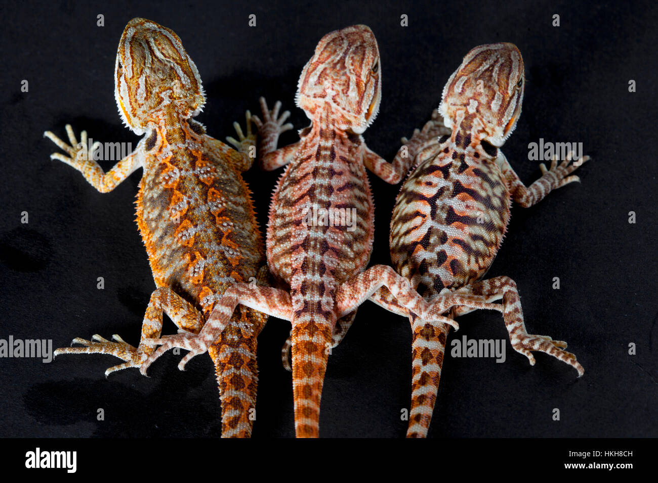 Pogonas hi-res stock photography and images - Alamy