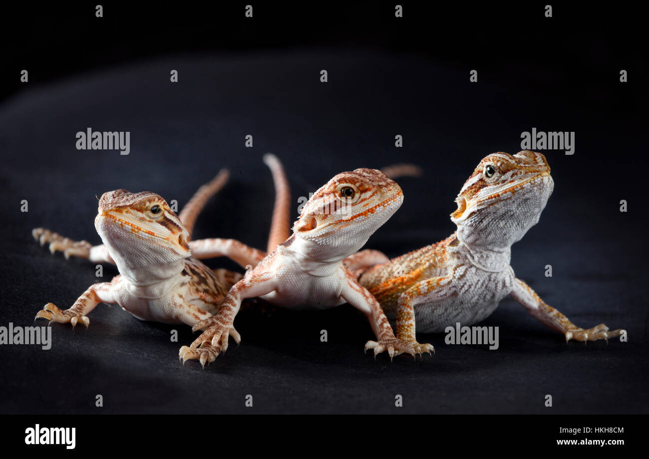 Pogonas hi-res stock photography and images - Alamy