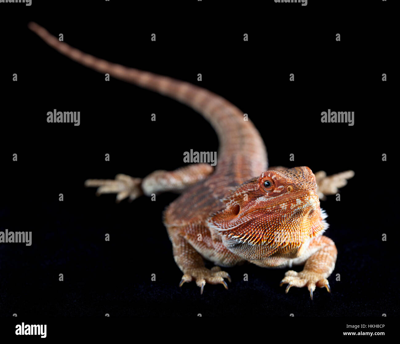 Red pogona macro Stock Photo - Alamy