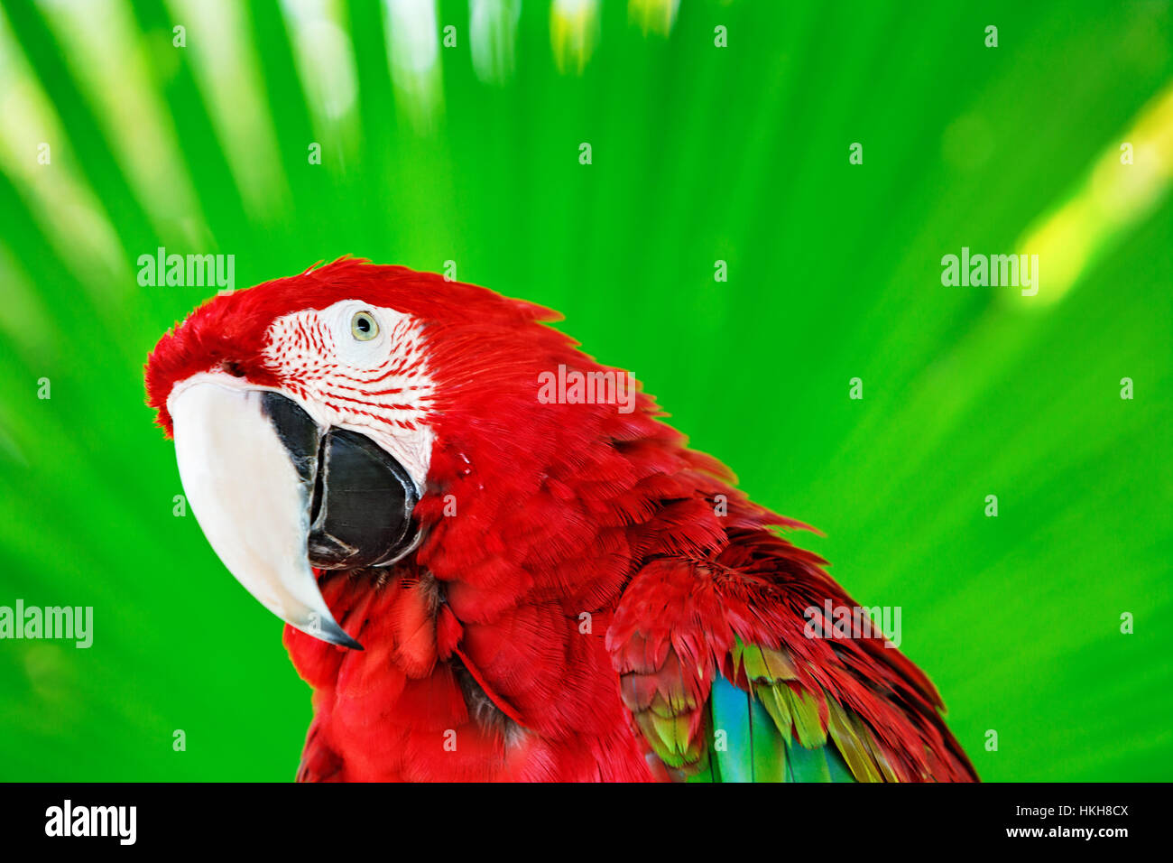 Tropical Rainforest Parrot