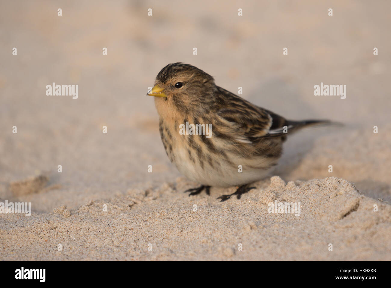 Twite feeding on the beach in Northumberland in winter Stock Photo - Alamy