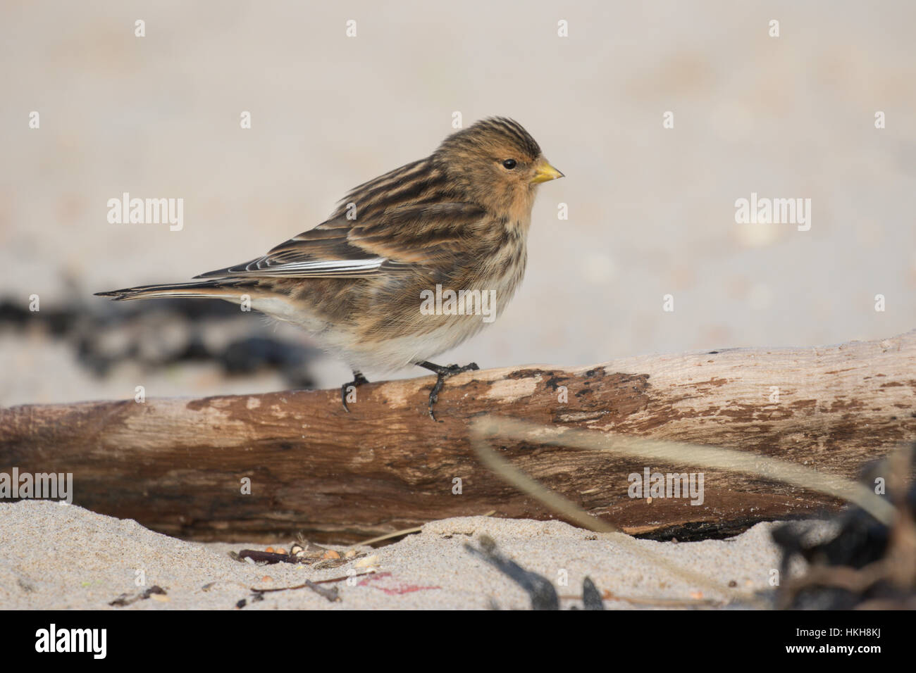 Twite feeding on the beach Stock Photo - Alamy