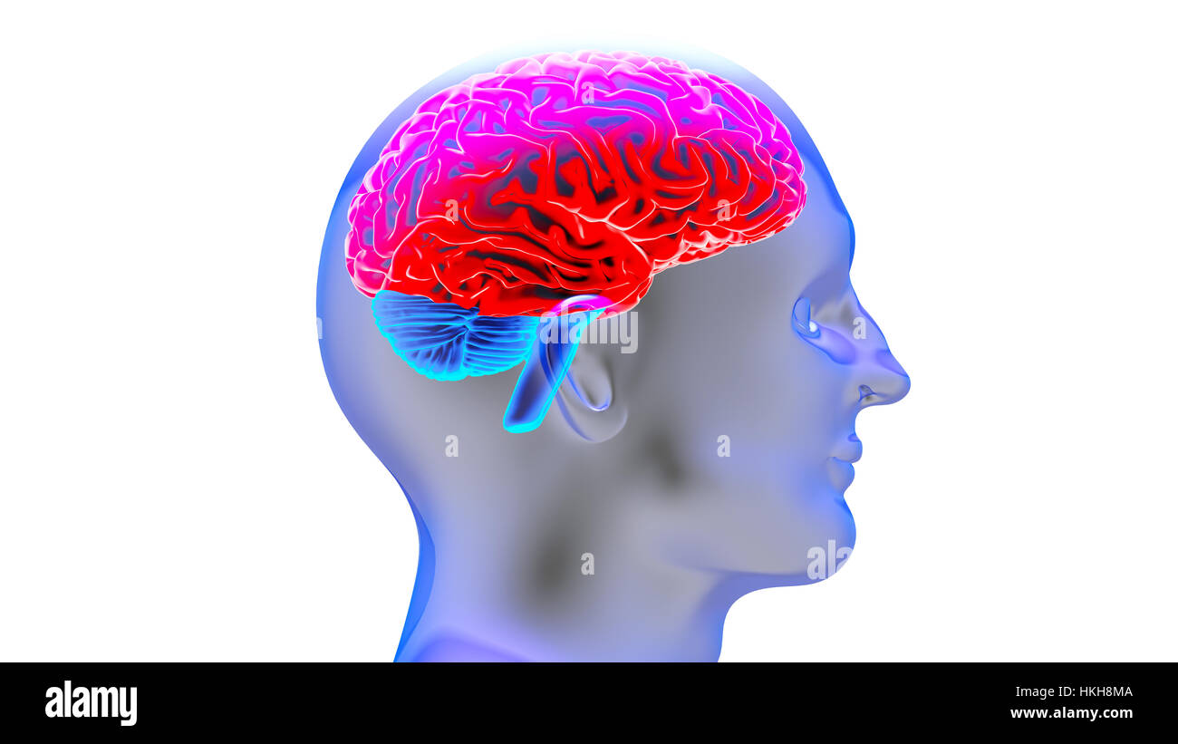 Human brain 3D render Stock Photo - Alamy
