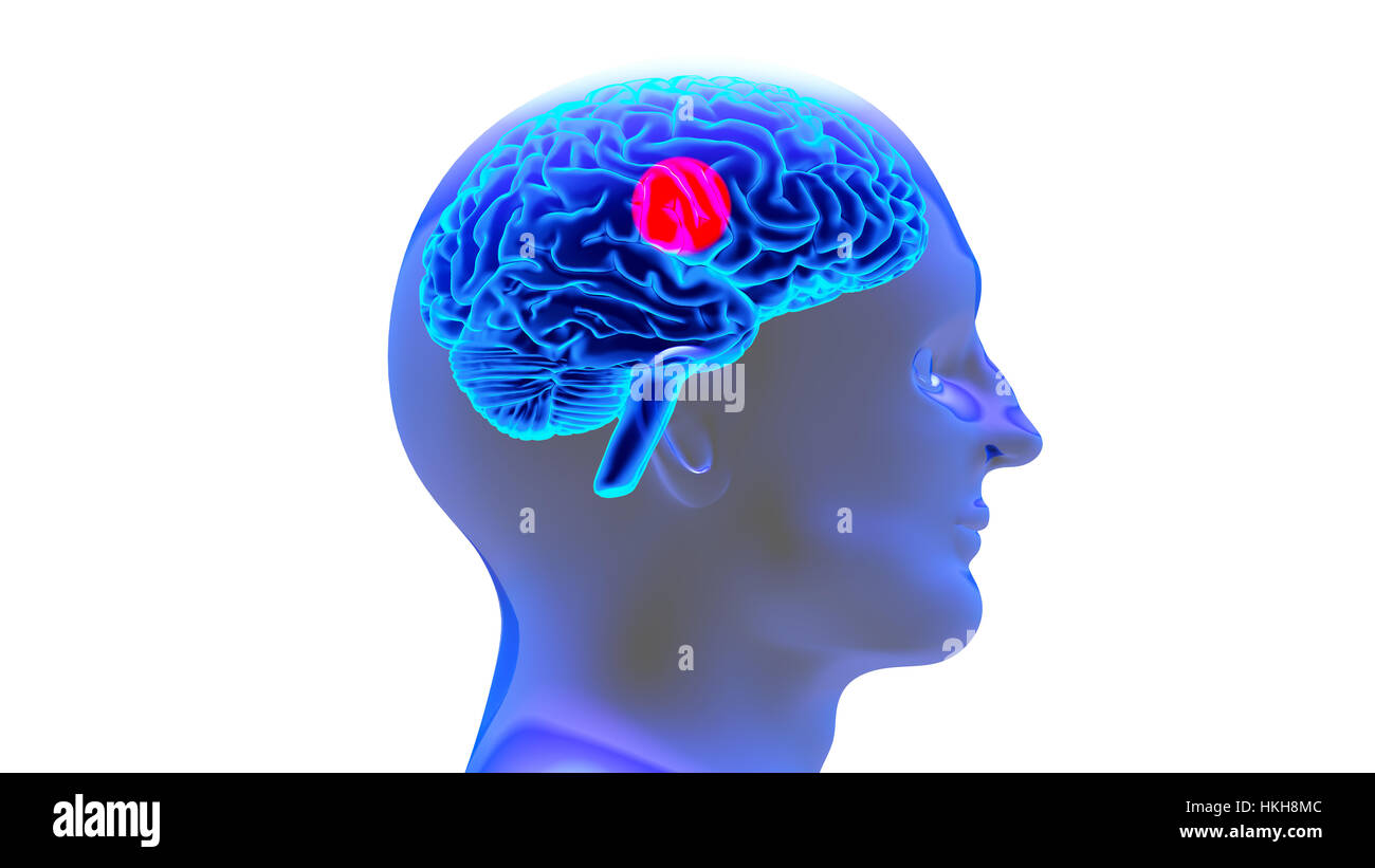Human brain 3D render Stock Photo - Alamy