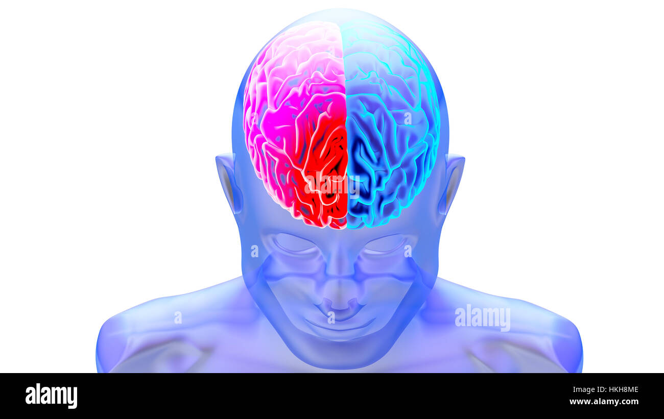 Human brain 3D render Stock Photo - Alamy