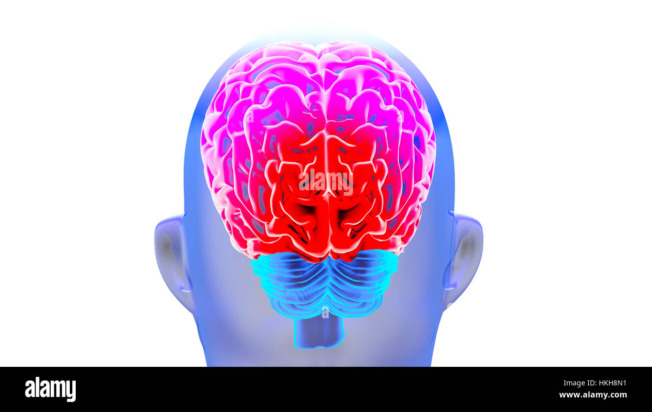 Human brain 3D render Stock Photo - Alamy