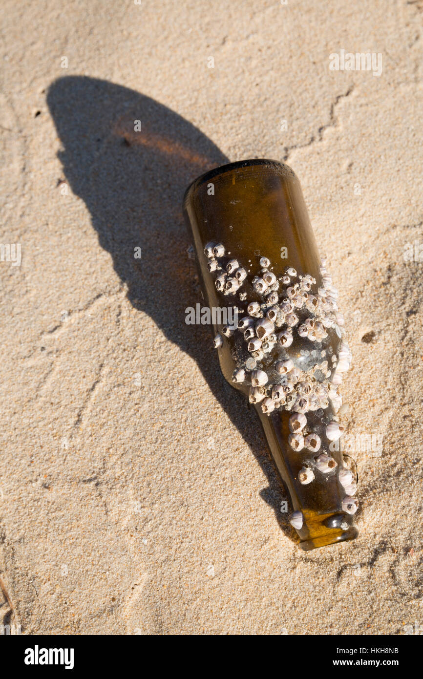 Barnacles beach hi-res stock photography and images - Alamy