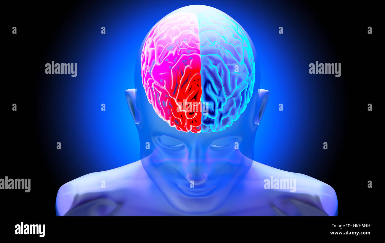 Right and left brain scan hi-res stock photography and images - Alamy