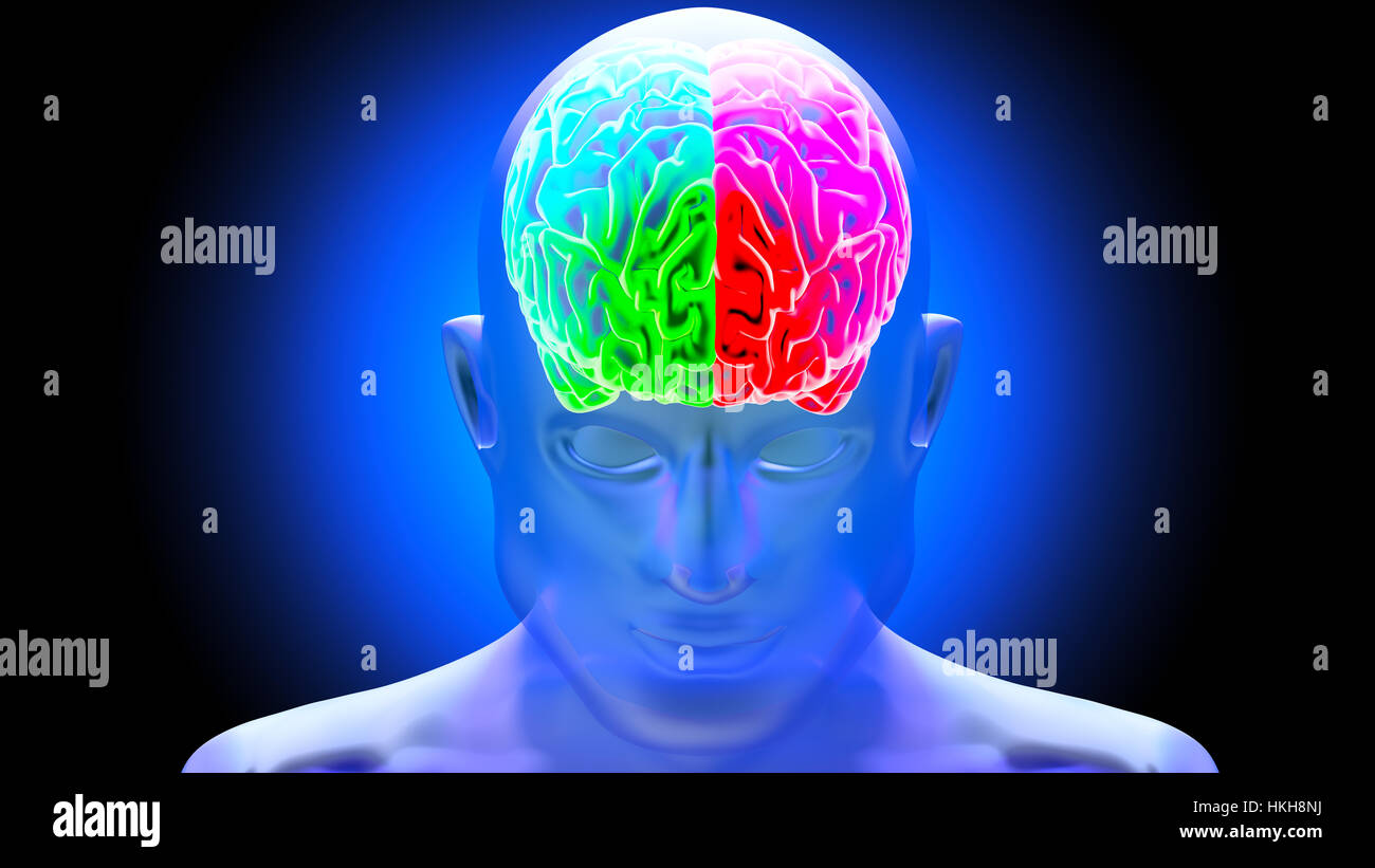 Human brain 3D render Stock Photo - Alamy