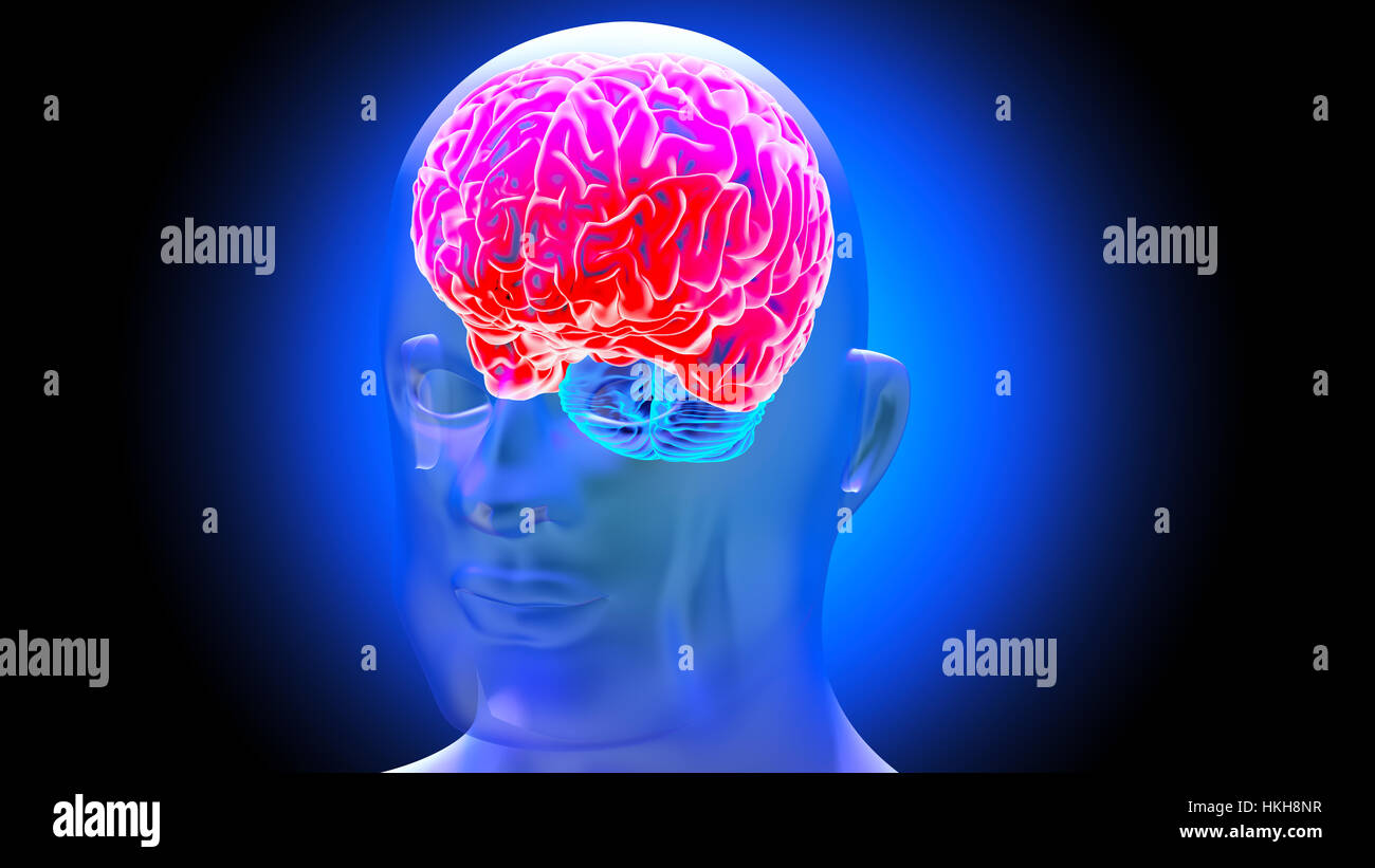 Human brain 3D render Stock Photo - Alamy
