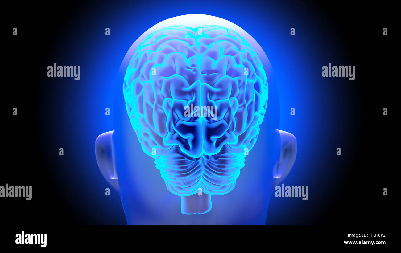 Human brain 3D render Stock Photo - Alamy