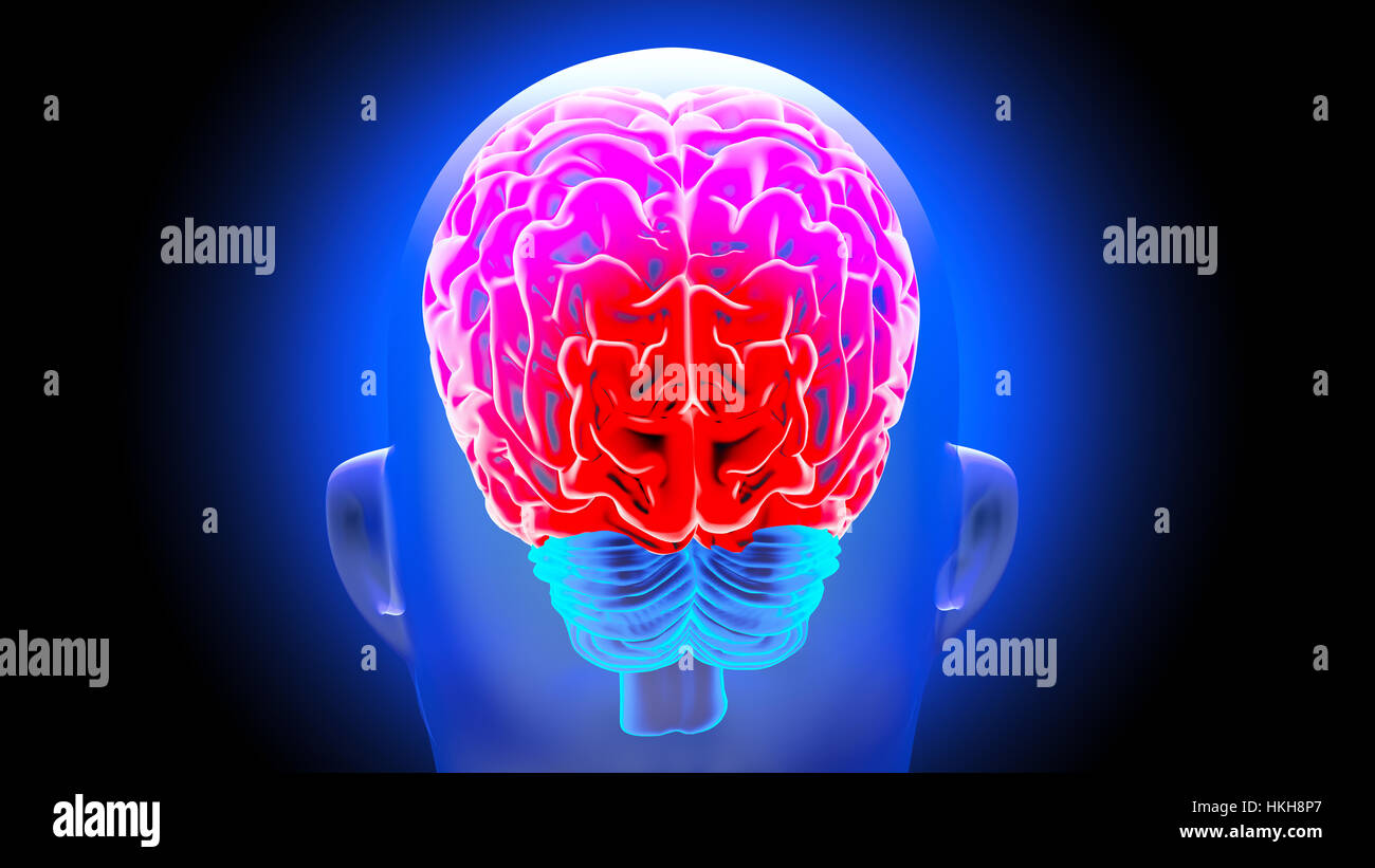 Human brain 3D render Stock Photo - Alamy