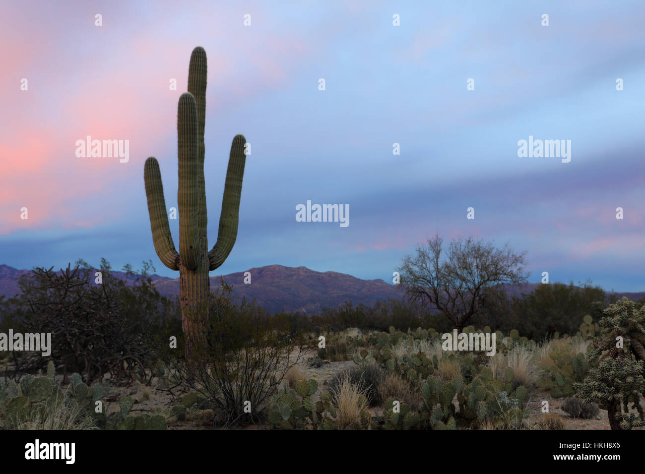 Sunset in sonoran desert hi-res stock photography and images - Alamy