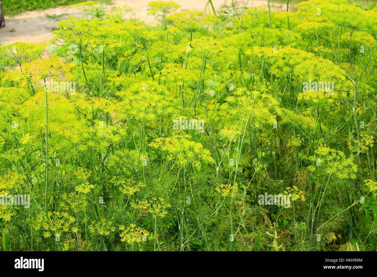 green fennel grows on the vegetable garden Stock Photo - Alamy