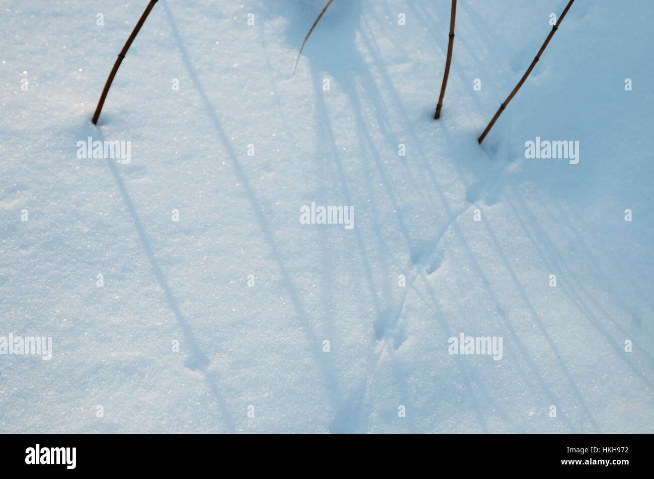 Mouse footprints hi-res stock photography and images - Alamy