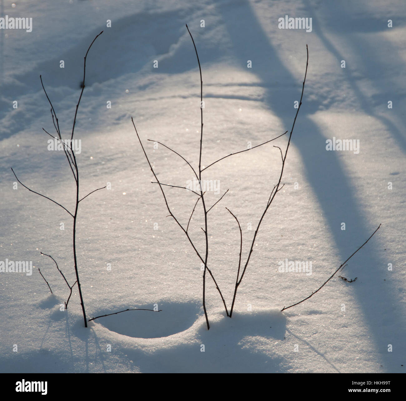 Bush branches and snow in winter forest, close upcloseup Stock Photo ...