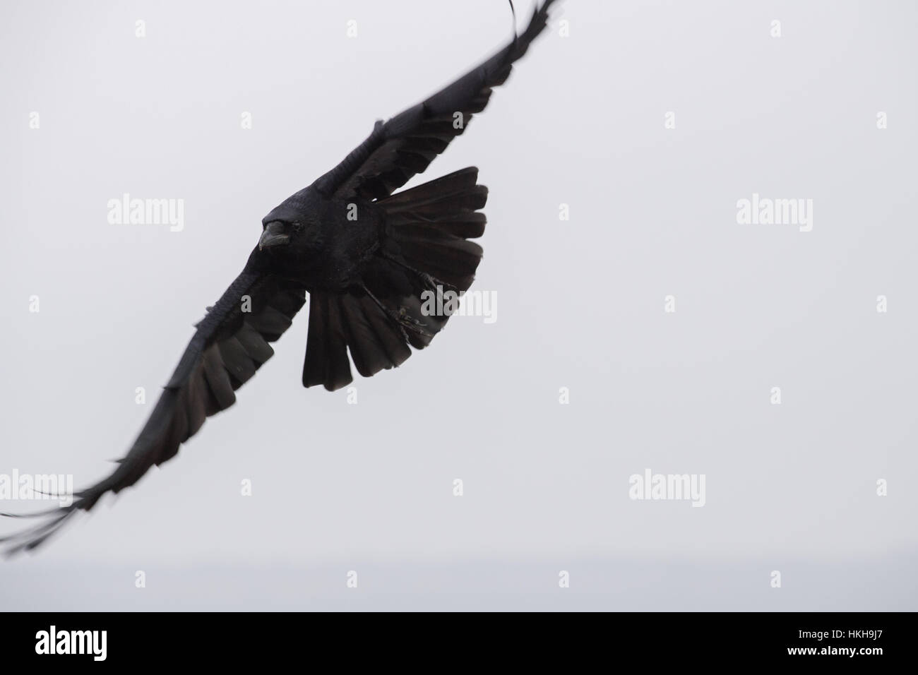 Bird in Flight Stock Photo - Alamy