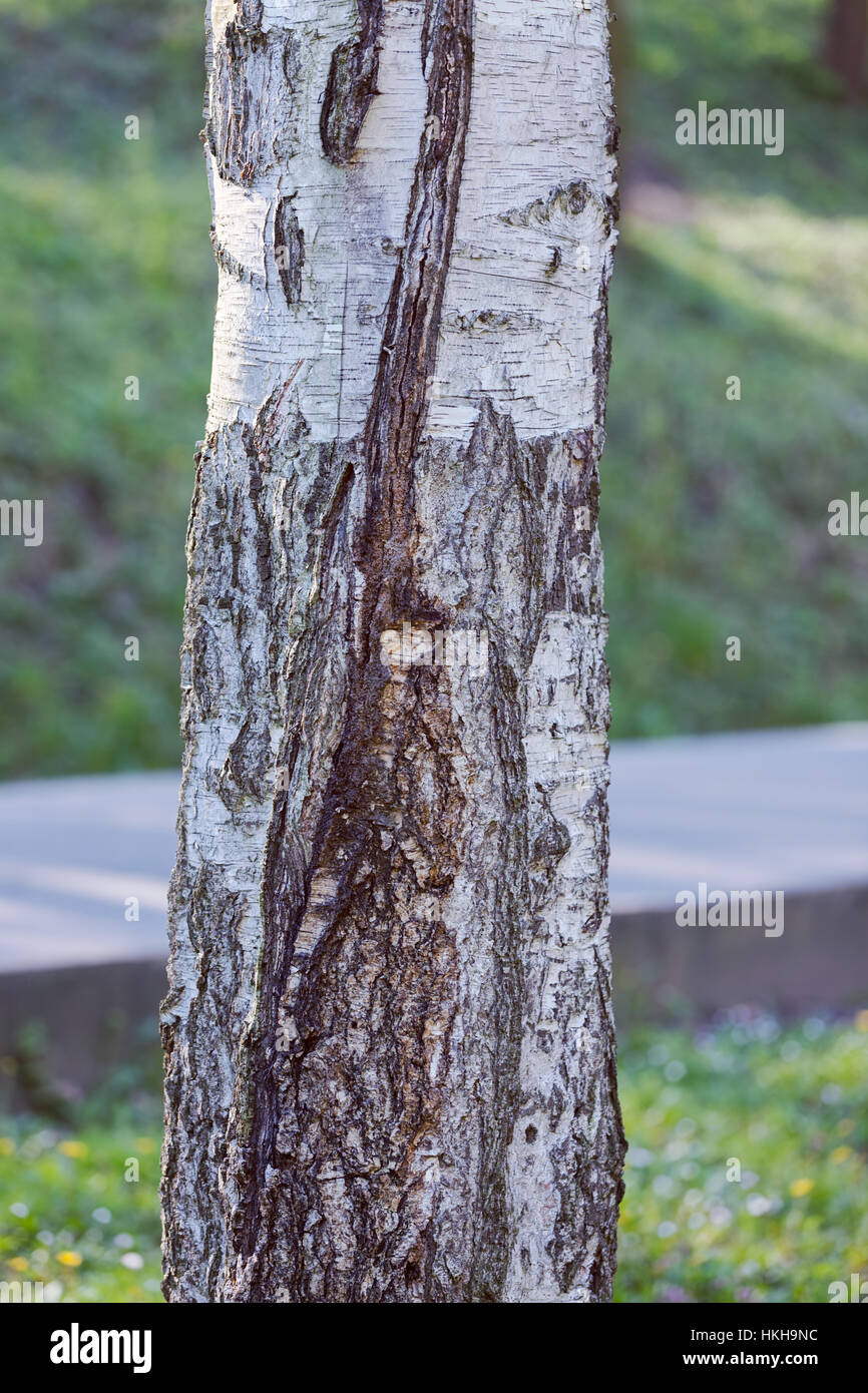 tree bark in nature, note shallow depth of field Stock Photo - Alamy
