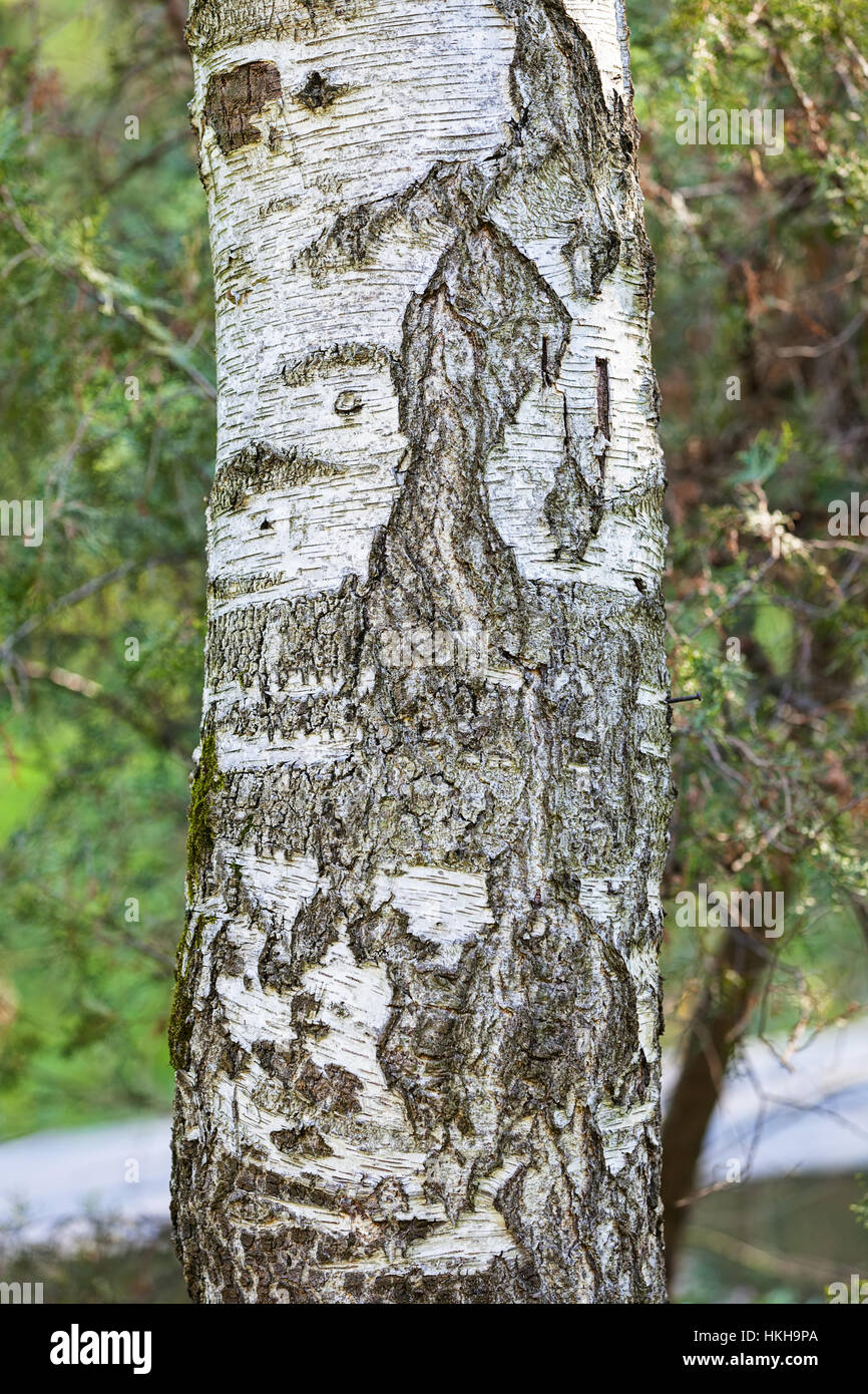 tree bark in nature, note shallow depth of field Stock Photo - Alamy