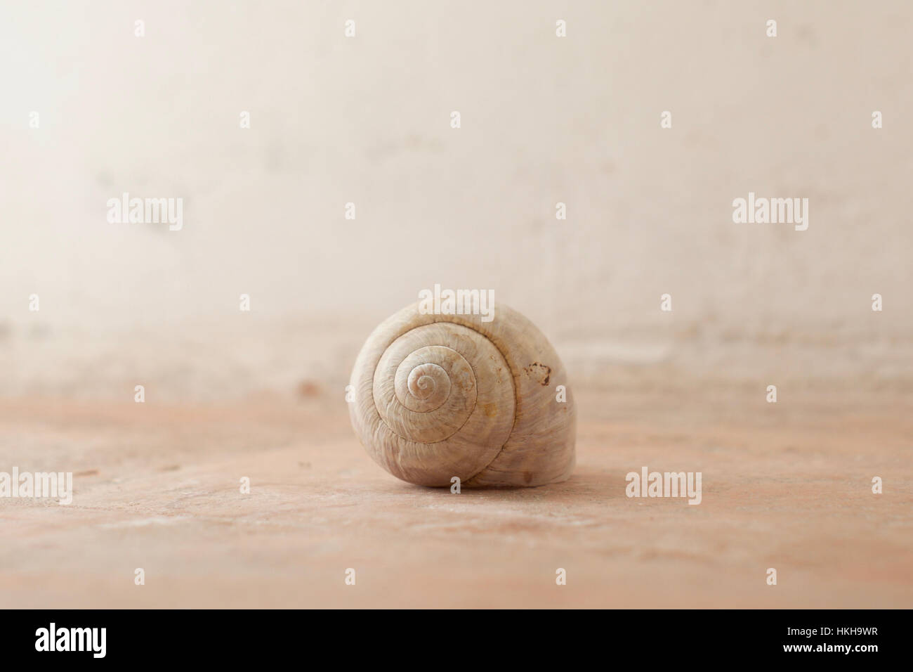 A large snail shell against a rustic background Stock Photo - Alamy