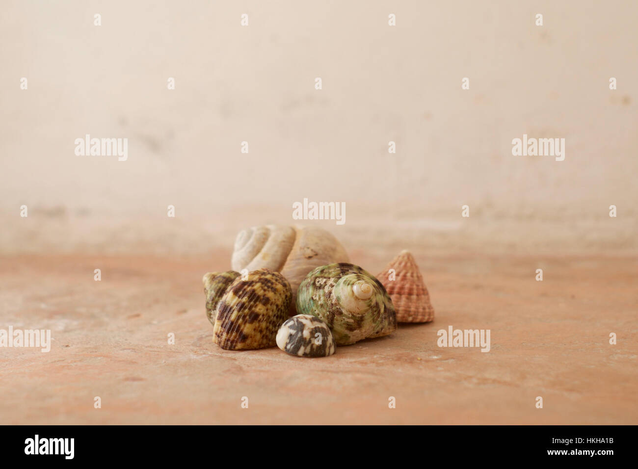 An arrangement of five sea shells against a rustic background Stock ...