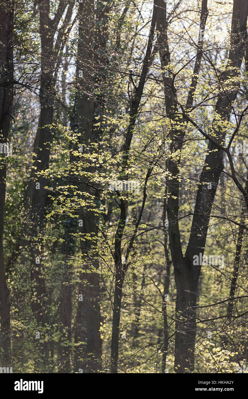 trees in the forest in the spring, note shallow depth of field Stock ...