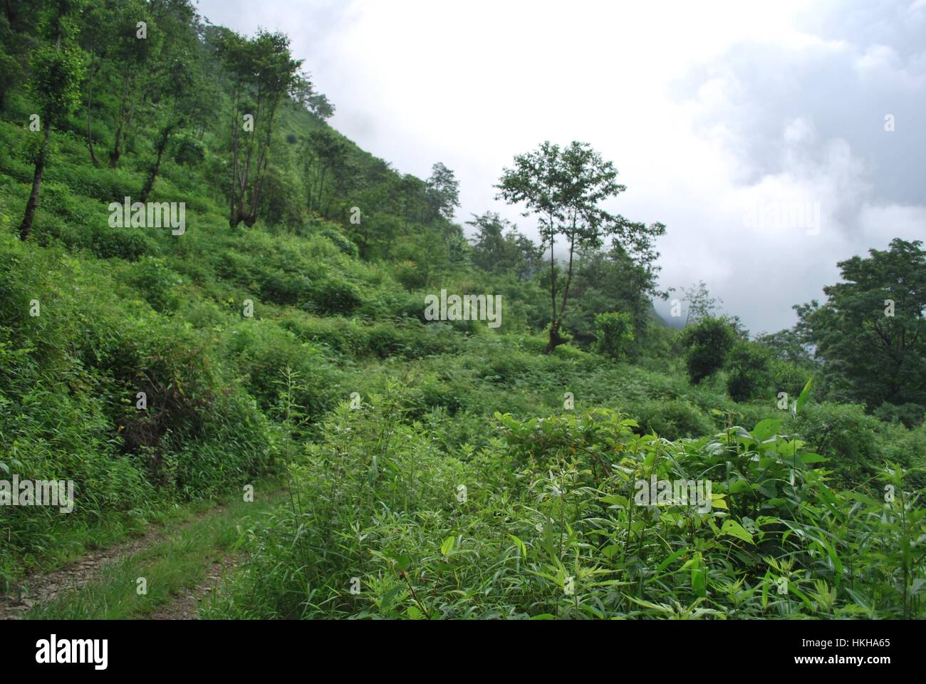 Dzukou Valley Nagaland North East India Stock Photo - Alamy